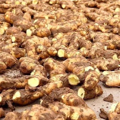 大姜丨如何选姜种才最牢靠？风险品种交易业务