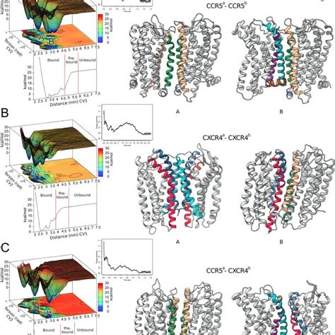 Binding Modes Of Ccr5 And Cxcr4 Homodimer And Ccr5 Cxcr4 Heterodimer A Download Scientific