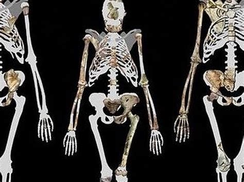 Australopithecus Sediba Pelvis