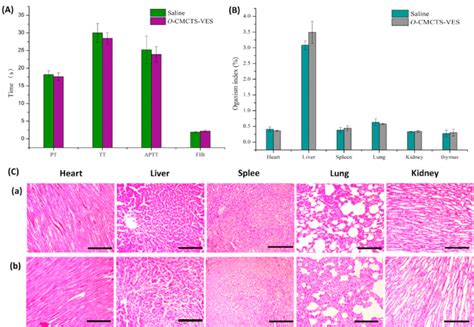 In Vivo Safety Evaluation Of O Cmcts Ves A Coagulation Ability Of Download Scientific