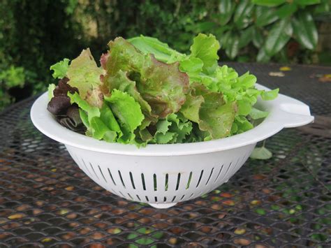Lettuce Labeled Image Dataset Images Cv