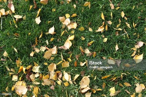 10 월에 자작 나무의 쓰러진 노란색 잎으로 덮여 무성한 녹색 잔디 0명에 대한 스톡 사진 및 기타 이미지 0명 10월 가을 Istock