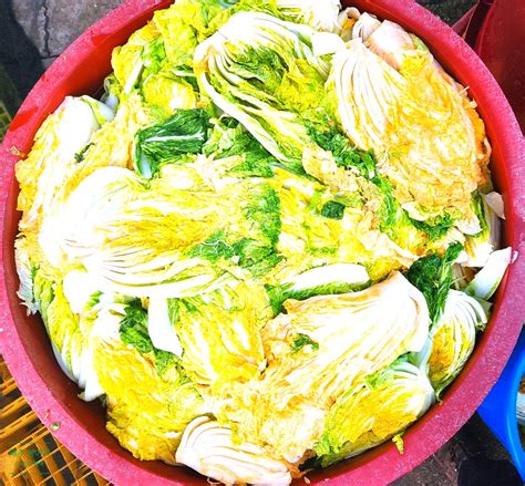 김장 배추 절이기 절이는 방법 시간 레시피 김장김치 절임 절인 배추 만들기 네이버 블로그