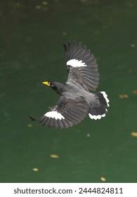 Passerine Foot Photos Images And Pictures Shutterstock