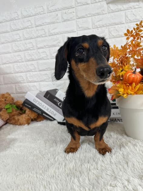 닥스훈트도로 강아지책임분양 컴투펫케어센터