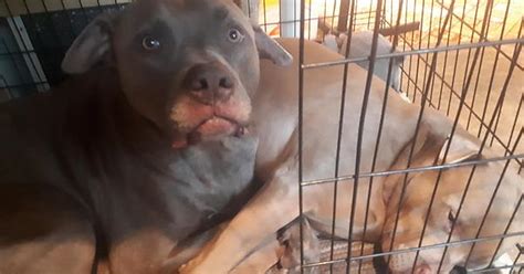 They Have 2 Other Cages A Bed A Couch And Multiple Blankets But I Find Them Packed In Here