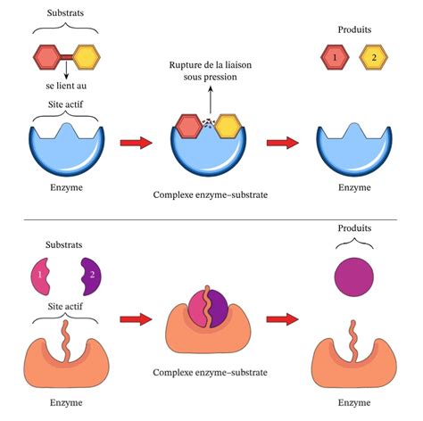 Enzyme Definition Insight Enzyme Databases Almac