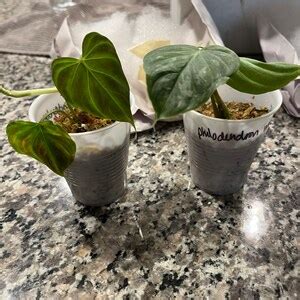 Philodendron Painted Lady - Etsy