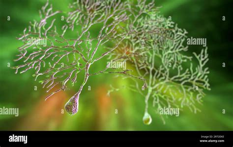 Purkinje Cell Of The Cerebellum Computer Illustration Purkinje Nerve