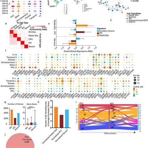 Cell Types In The Developing Human Neocortex Across Cortical Areas A