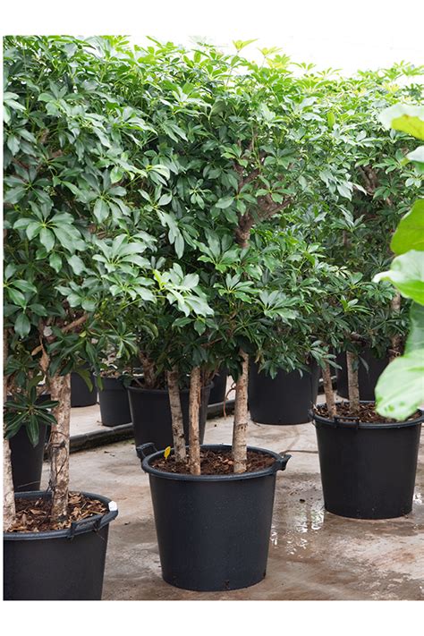 Schefflera Arboricola Compacta Snelle Levering Fleurdirect