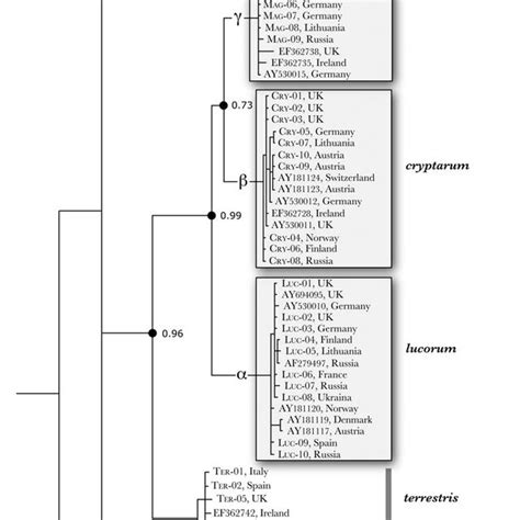 Tree Topology Calculated As Maximum Likelihood Tree Using Bayesian Mcmc
