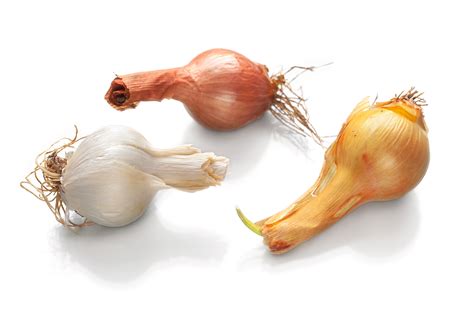 Examples Of Genetically Modified Organisms List