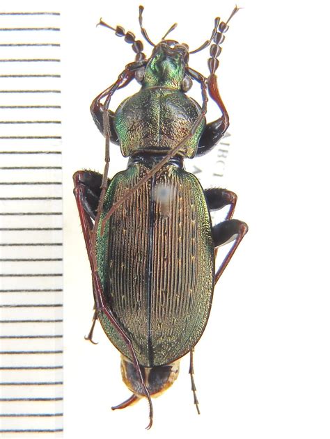 甲虫分類オサムシ科