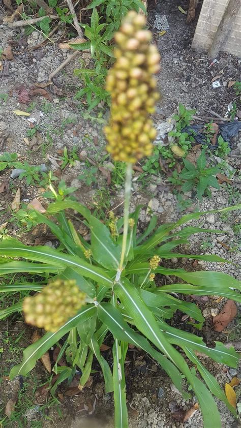 සොබාදහමයි ඔබයි සෝගම් හෙවත් ඉදල් ඉරිගු අප‍්‍රිකාව නිජ Facebook