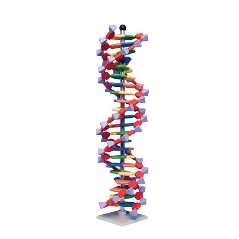 Dna Molecule Model