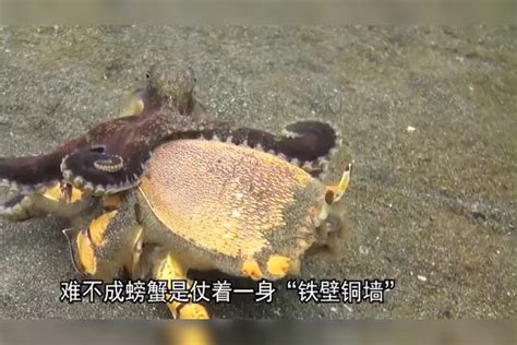 小章鱼生擒大螃蟹螃蟹三两下就被掏空了同样是八只手凭什么 大螃蟹