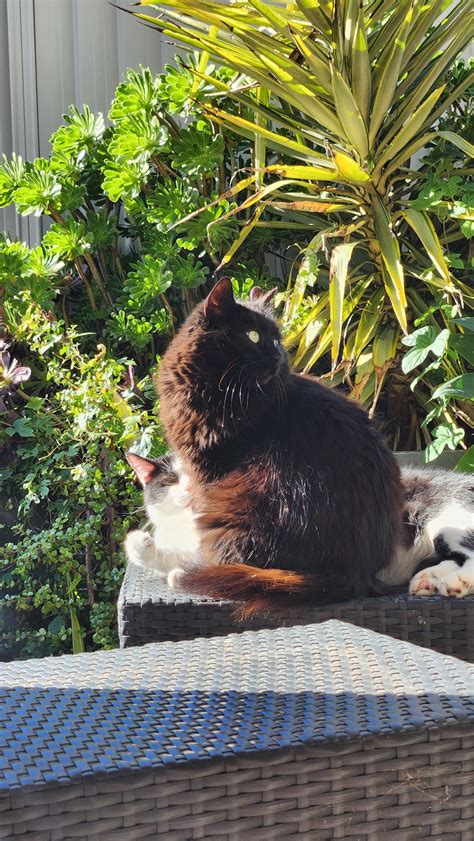 She Knows Shes Fabulous And She Demands Praise And Admiration R Cats