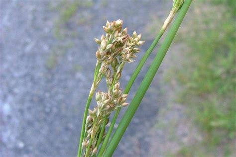 Juncus Acutus Subsp Acutus