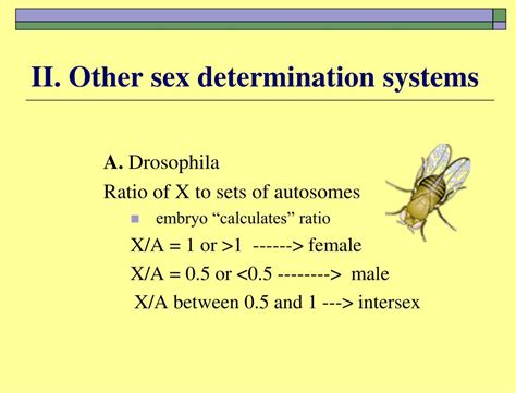 PPT Chromosome Theory Of Inheritance PowerPoint Presentation Free Download ID