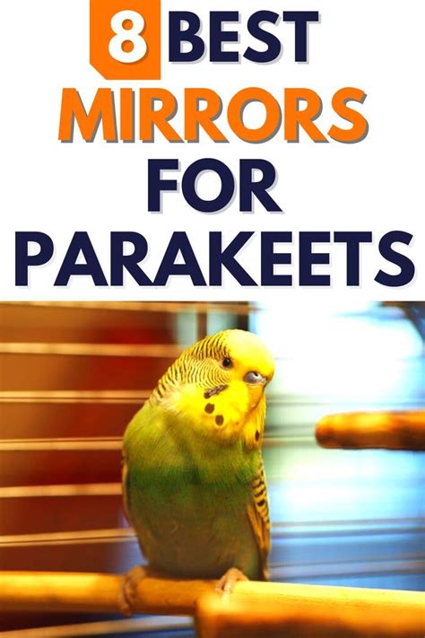 Can Parakeets Eat Fruit Complete List Of Fruits Artofit