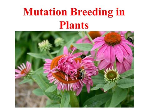 plant mutation