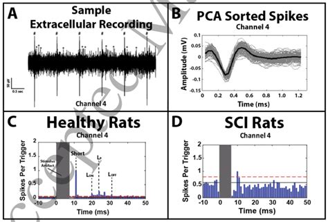 Icms Evoked Activity In The Spinal Cord A Sample Extracellular Download Scientific Diagram