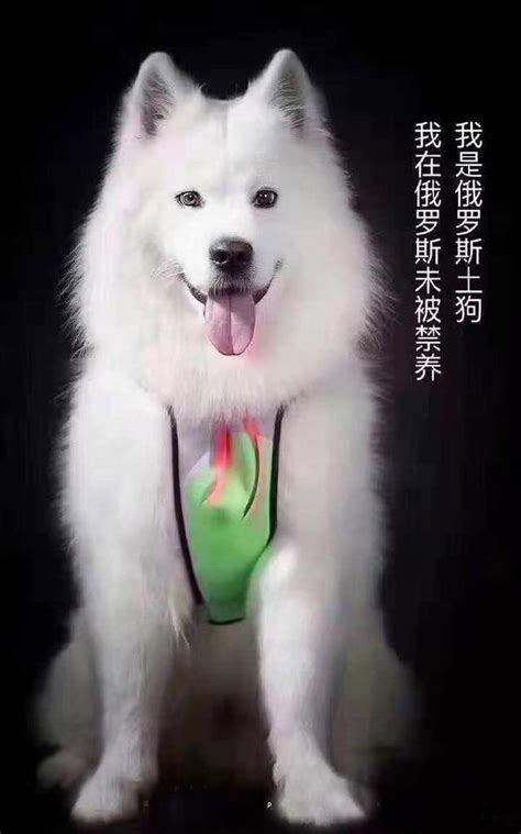 為什麼中華田園犬在中國會被禁養？ 每日頭條