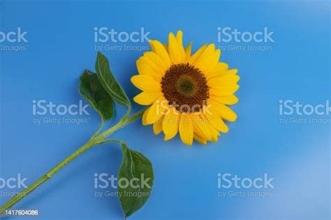 파란색에 밝은 노란색 해바라기 해바라기는 우크라이나의 상징입니다 텍스트의 공간을 복사합니다 0명에 대한 스톡 사진 및 기타 이미지 Istock