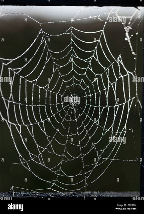 Cob Spiders Hi Res Stock Photography And Images Alamy