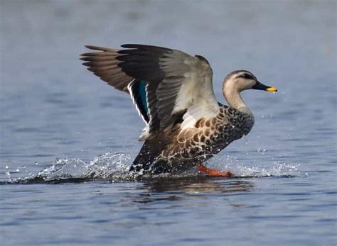 Indian Spot Billed Duck British Waterfowl Association