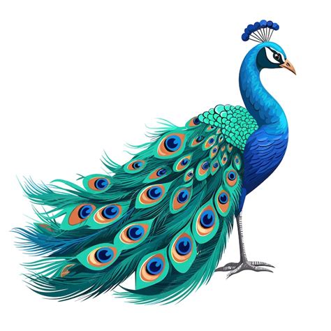 Premium Vector Hand Drawn Solid Color Peacock Illustration