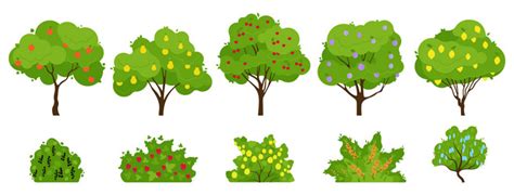 Harvest Fruits Tree Fruit Trees Growing And Bush Vector Image
