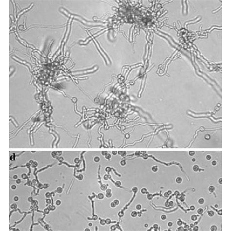 Agglutination Assay Of Trichoderma Atroviride Conidia With A Serial Download Scientific