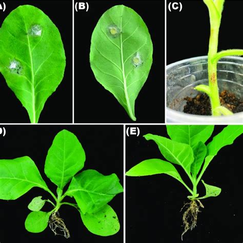 Phylogenetic Tree Was Constructed Using Strains Of Fusarium
