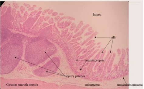 Ileum Diagram Quizlet