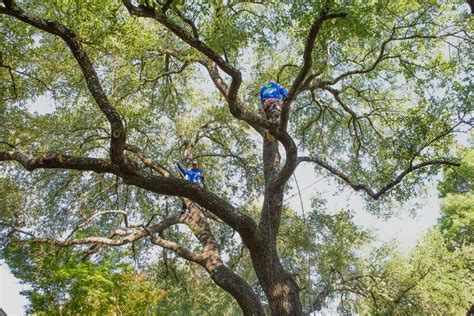 Tree Trimming Removal Pictures Texas Tree Surgeons Gallery