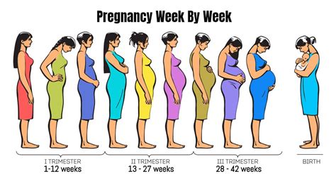 Pregnant Belly Every Week