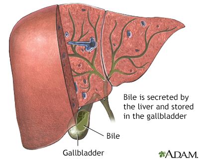 Bile Information Mount Sinai New York