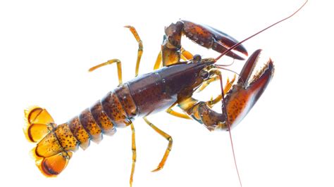 The Weird World Of Lobster Sex National Geographic