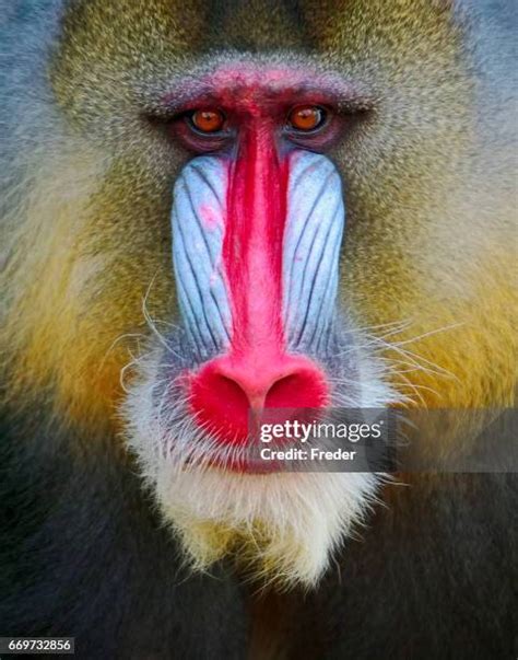 Mandrill Baboon