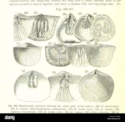 Image From Page Of Manual Of Geology Treating Of The Principles Of The Science With