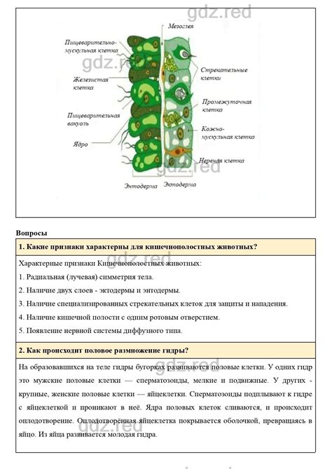 Вопросы к параграфу 7- ГДЗ Биология 7 класс Учебник Пасечник, Суматохин ...
