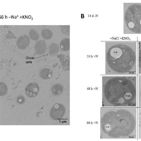 Cyanophycin Production In The Presence And Absence Of Sodium A Shows Download Scientific
