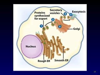 L2 Cell Units Structure And Function 24 09 2023 Ppt