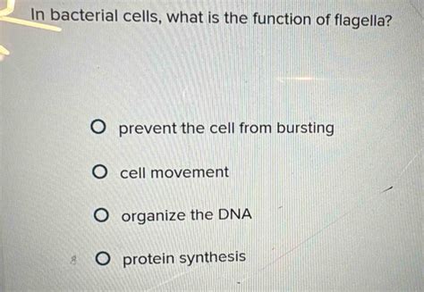 solved in bacterial cells what is the function of flagella prevent