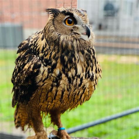 Eurasian Eagle Owl Once In A Wild