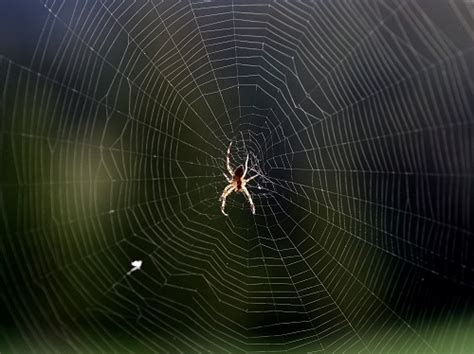 How Does A Spider Make A Web ImbaLife