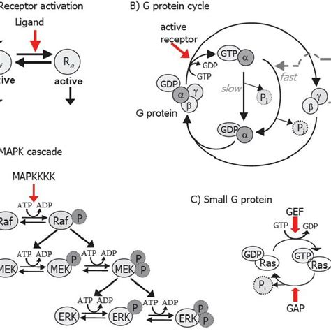 Building Blocks Of Signalling Pathways A Activation Of The Receptor Download Scientific