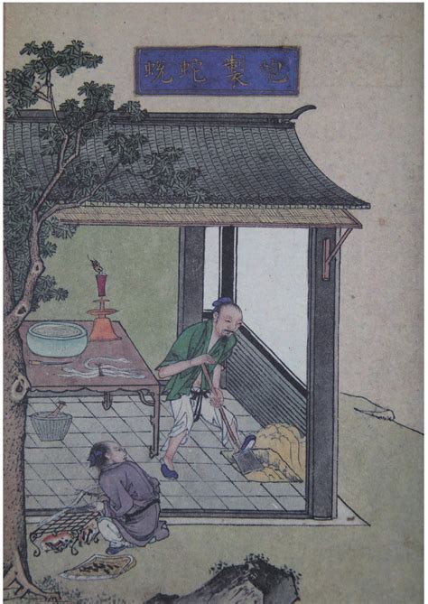 蛇蜕 中药炮制技艺 医学